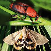 traitement bio du jardin : insectes auxiliaires auxiliaires, chrysopes ...